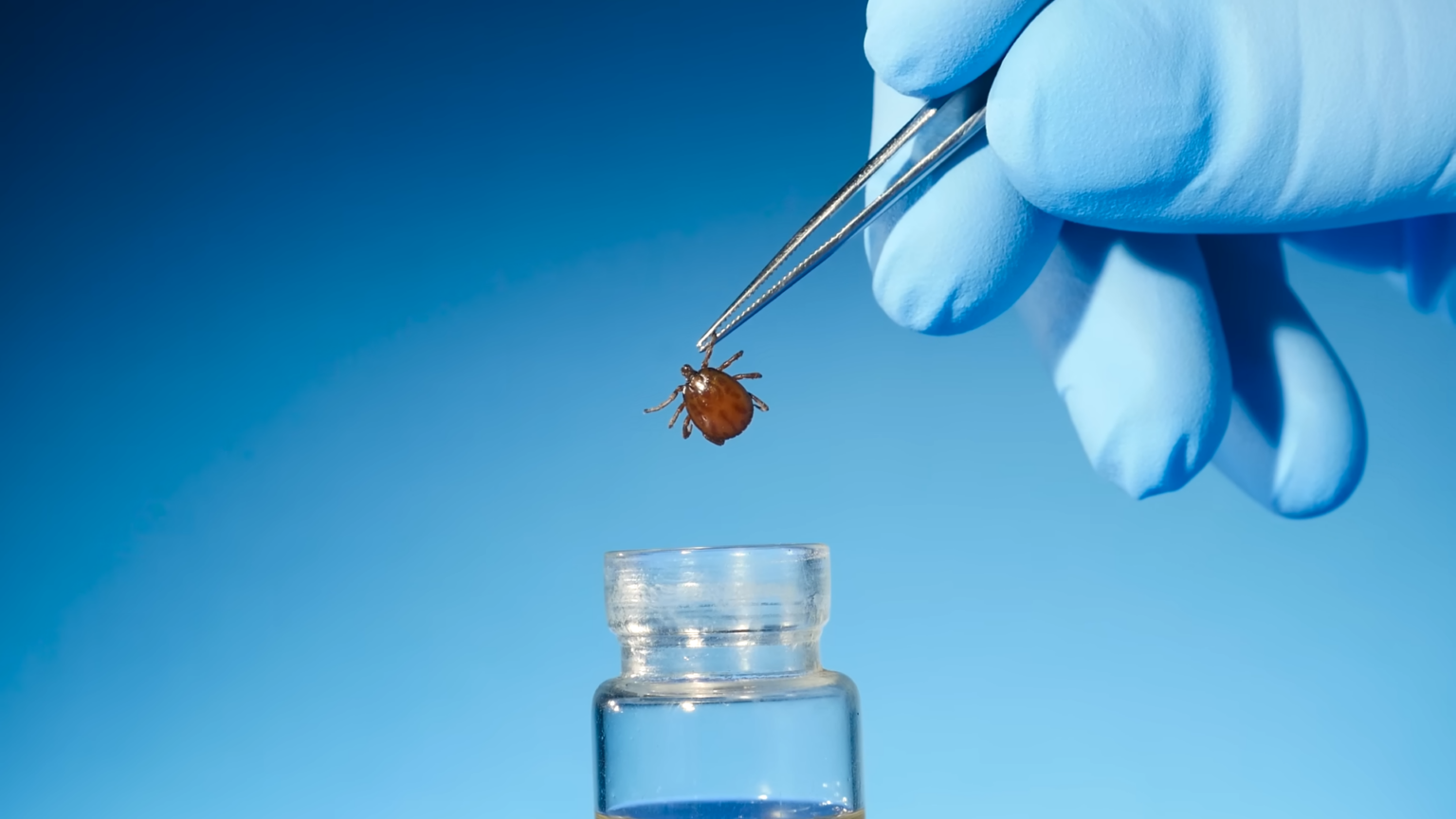 Lyme Disease Co Infection Symptoms - Discover the Hidden Signs